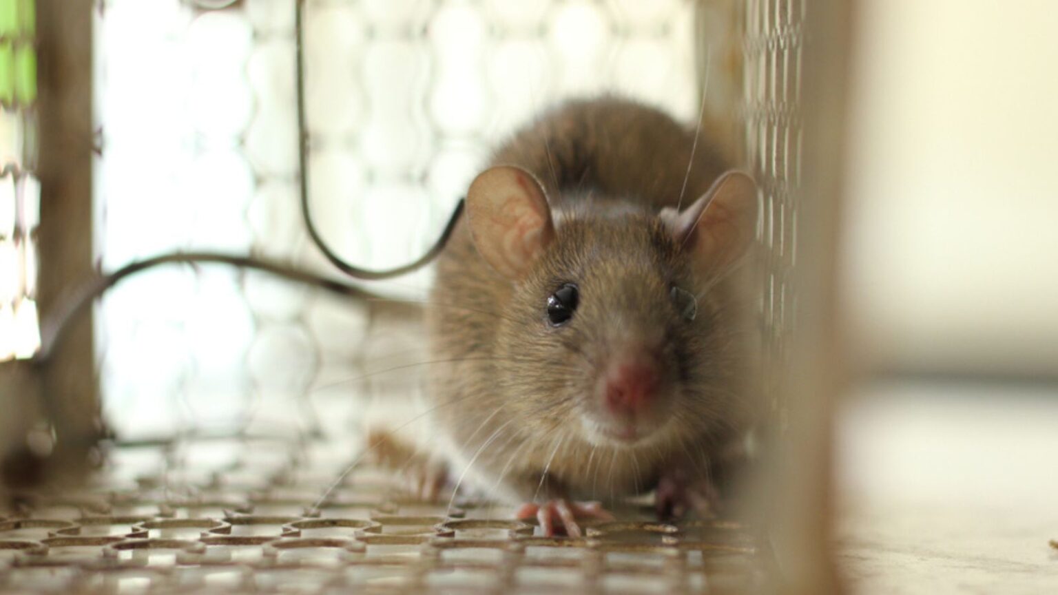 16 Ways to Keep Mice Out of Your Car - Driver's Drift