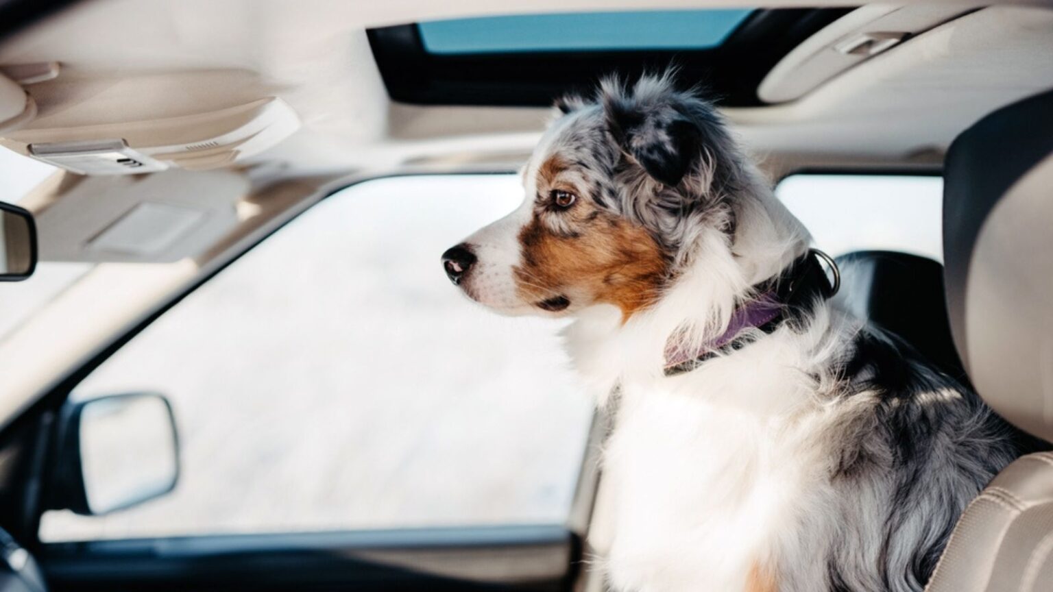 15 Things You Should Never Leave in Your Vehicle During the Winter ...